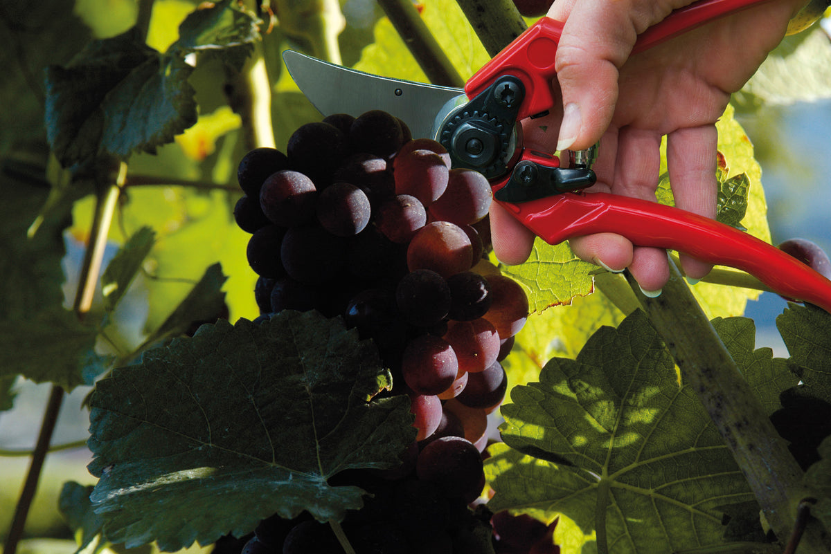 PROFESSIONAL PRUNING SHEAR / HEAVY DUTY FORGED METAL BODY / STRAIGHT B